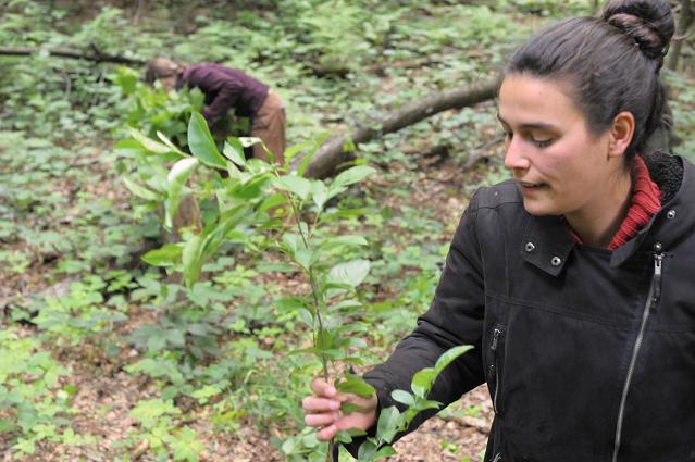 actie invasieve planten – Zoniënwoud